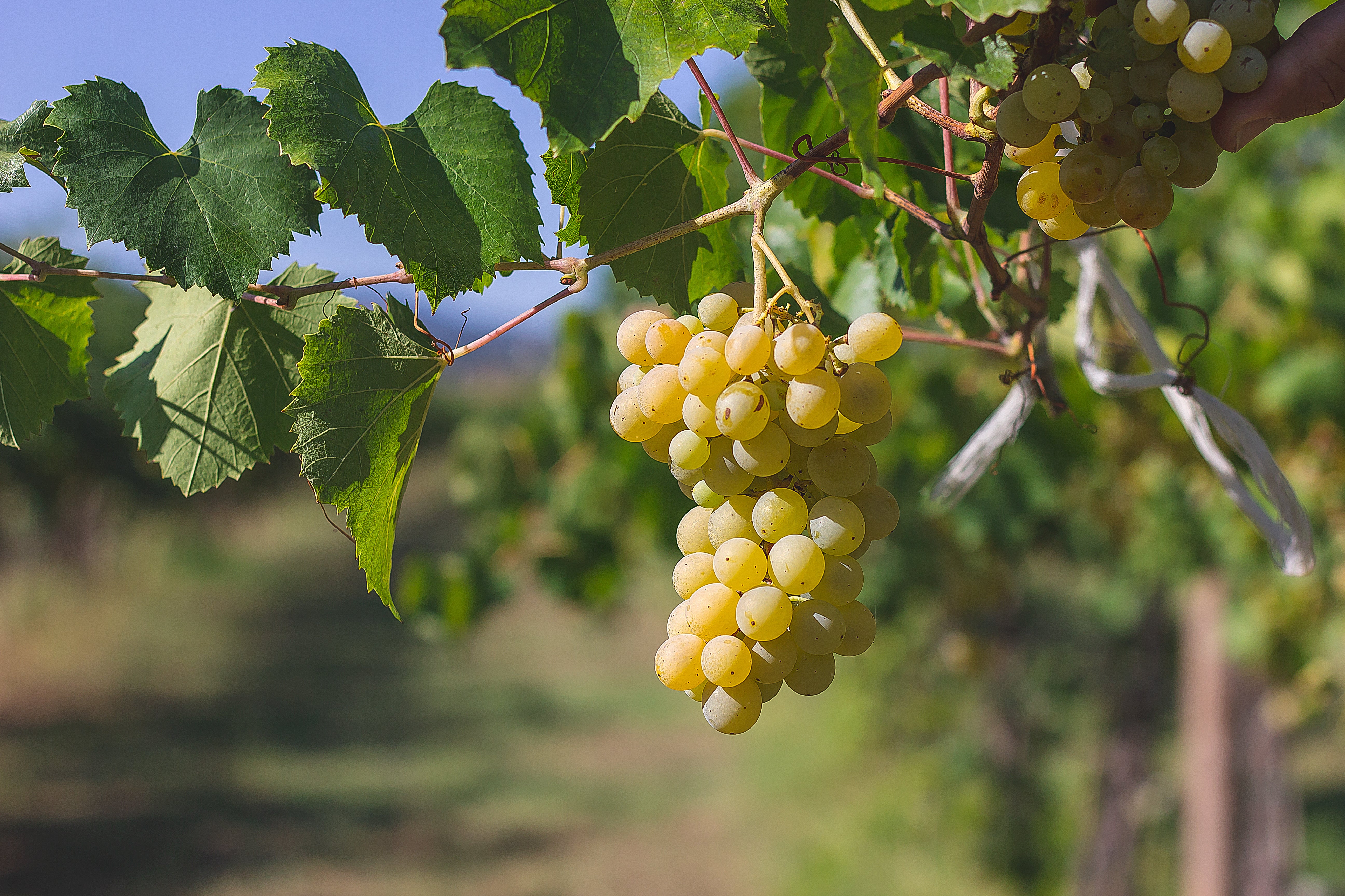 About us – Domaine Watson